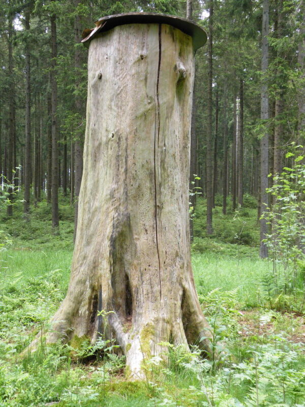 Der Baumstumpf im Wald: Ein Geschenk von Engelbert Cremer - Zentrum für ...